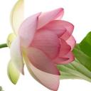 The Flower Beds ! 🌱 | DISBOARD: Discord Server List