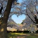 24/7 Japanese🇯🇵🍵 | DISBOARD: Discord Server List