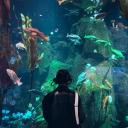 🦈 SHARK TANK | DISBOARD: Discord Server List