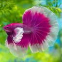 Discord servers tagged with aquarium | DISBOARD