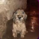 soggy dogs | DISBOARD: Discord Server List