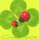 The Clover Patch☀🐛 | DISBOARD: Discord Server List