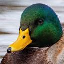 Discord servers tagged with ducks | DISBOARD