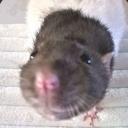 🐀 Rat Cult Hideout | DISBOARD: Discord Server List