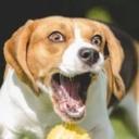 Beagle's Hangout | DISBOARD: Discord Server List