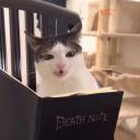 𖤐 magical nightlights (luna) ⁺⸜⋆ | DISBOARD: Discord Server List