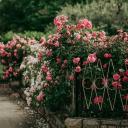 fictionkin garden | DISBOARD: Discord Server List