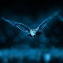 ÉjjeliBaglyok | DISBOARD: Discord 서버 게시판