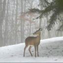 Discord servers tagged with berry-avenue | DISBOARD