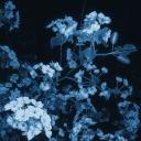 【Cornflower】 | DISBOARD: Discord Server List