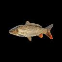 Fisch extremely cheap shop | DISBOARD: Discord Server List