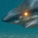 Discord servers tagged with shark | DISBOARD