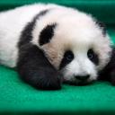 Discord servers tagged with panda | DISBOARD