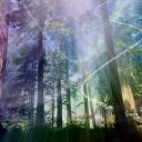 Magical Forest | DISBOARD: Discord Server List