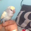 Birb | DISBOARD: Discord Server List