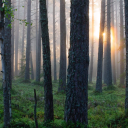 The Four Trees | Discord Server List