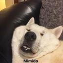 PERRO MIMIDO | DISBOARD: Discord Server List