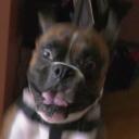 Discord servers tagged with puppy | DISBOARD