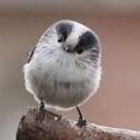 Birb Cage | DISBOARD: Discord Server List