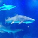 The Shark Tank | DISBOARD: Discord Server List