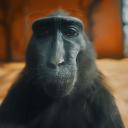 Discord servers tagged with monkey | DISBOARD