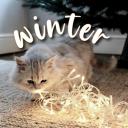 winter secret santa edition | DISBOARD: Servidores de Discord