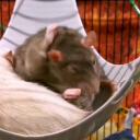 Rat Ranch - Discord Servers