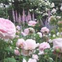 crystal orchard | DISBOARD: Discord Server List