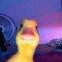 La Poza Del Pato 🦆💬 | DISBOARD: Servidores de Discord