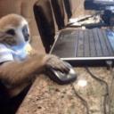 funny monkey time | DISBOARD: Discord Server List