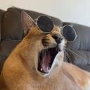 Floppa's Heaven 😺 | DISBOARD: Servidores de Discord