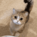 Brainrot Discord Servers | The #1 Discord Server List