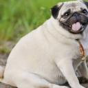 Thicc pug army | DISBOARD: Discord 서버 게시판
