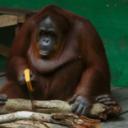 The Monkey Mob | DISBOARD: Discord Server List