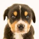 We Dog Lovers | DISBOARD: Discord Server List