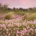 🌸Flower field🌸 | DISBOARD: Discord Server List