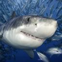 Discord servers tagged with shark | DISBOARD