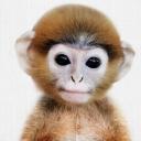 MONKE ARMY | DISBOARD: Discord Server List