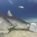 shark shores *ੈ ‧₊˚ | DISBOARD: Discord Server List