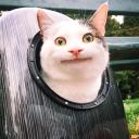 Discord servers tagged with beluga | DISBOARD