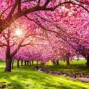 Spring-Sunshines | DISBOARD: Discord Server List