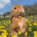 Discord servers tagged with bunny | DISBOARD