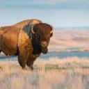 The Bison Herd a | DISBOARD: Servidores de Discord