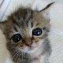 Discord servers tagged with animals | DISBOARD