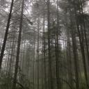 Friendly forest 💞 | DISBOARD: Discord Server List