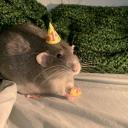 The Rat Cave! | DISBOARD: Discord Server List