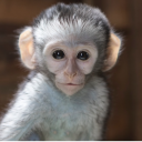 Join Math Monkeys Discord Server | Invite Link