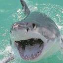 SHARK REEF 🦈 | DISBOARD: Discord Server List