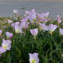 agere emotes ♡ | DISBOARD: Discord Server List