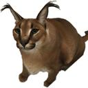 Floppa Rush | DISBOARD: Discord Server List